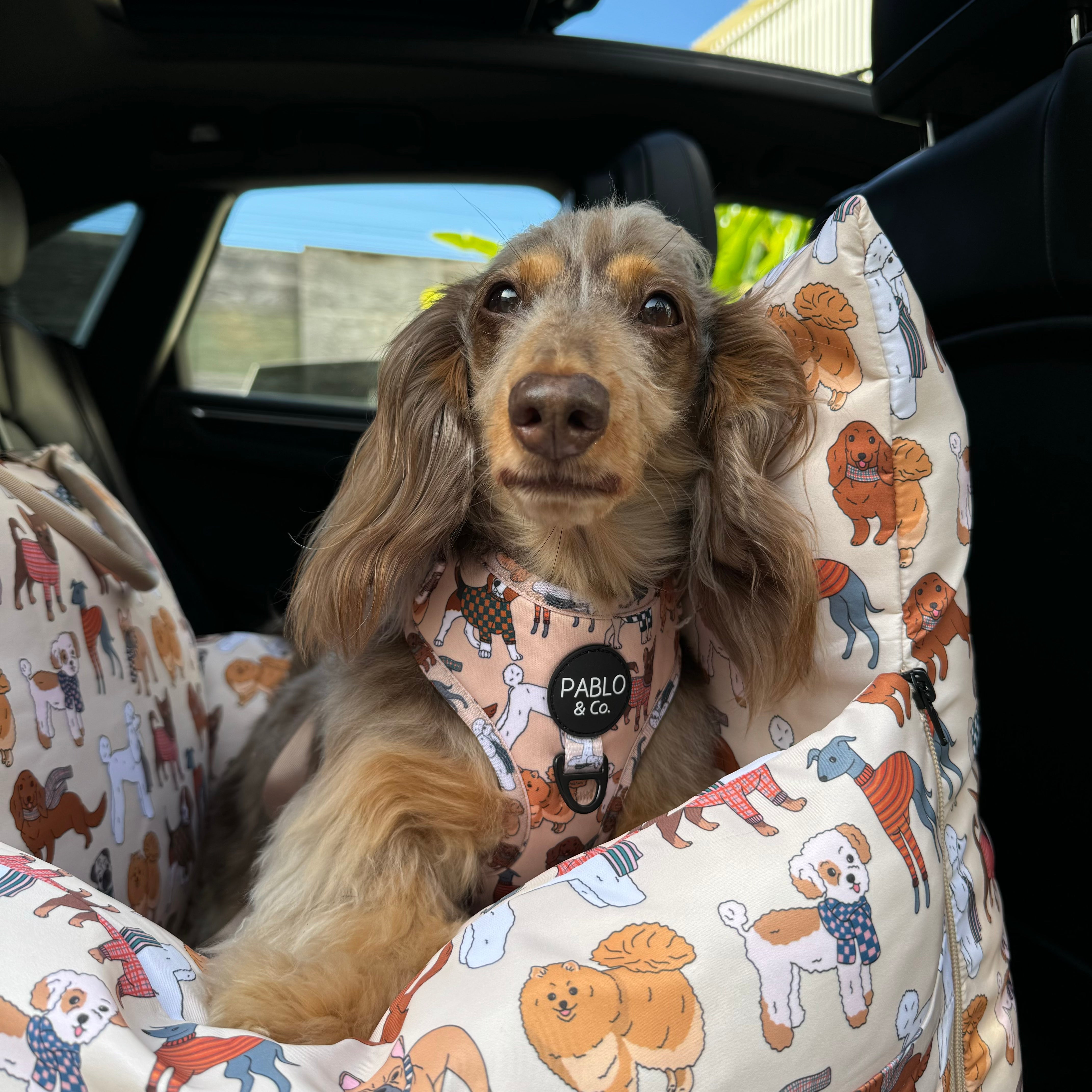 Shop All Dogs – Pablo & Co. Boutique