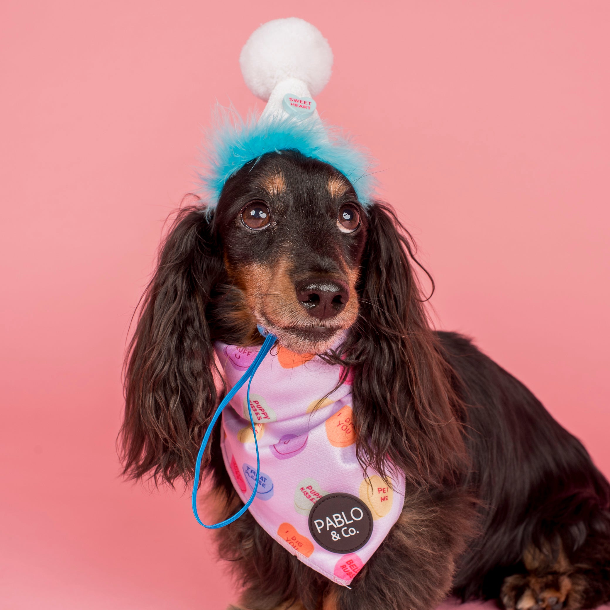 Pablo's Pawty Hat: White & Blue Fluff Sweetheart – Pablo & Co. Boutique