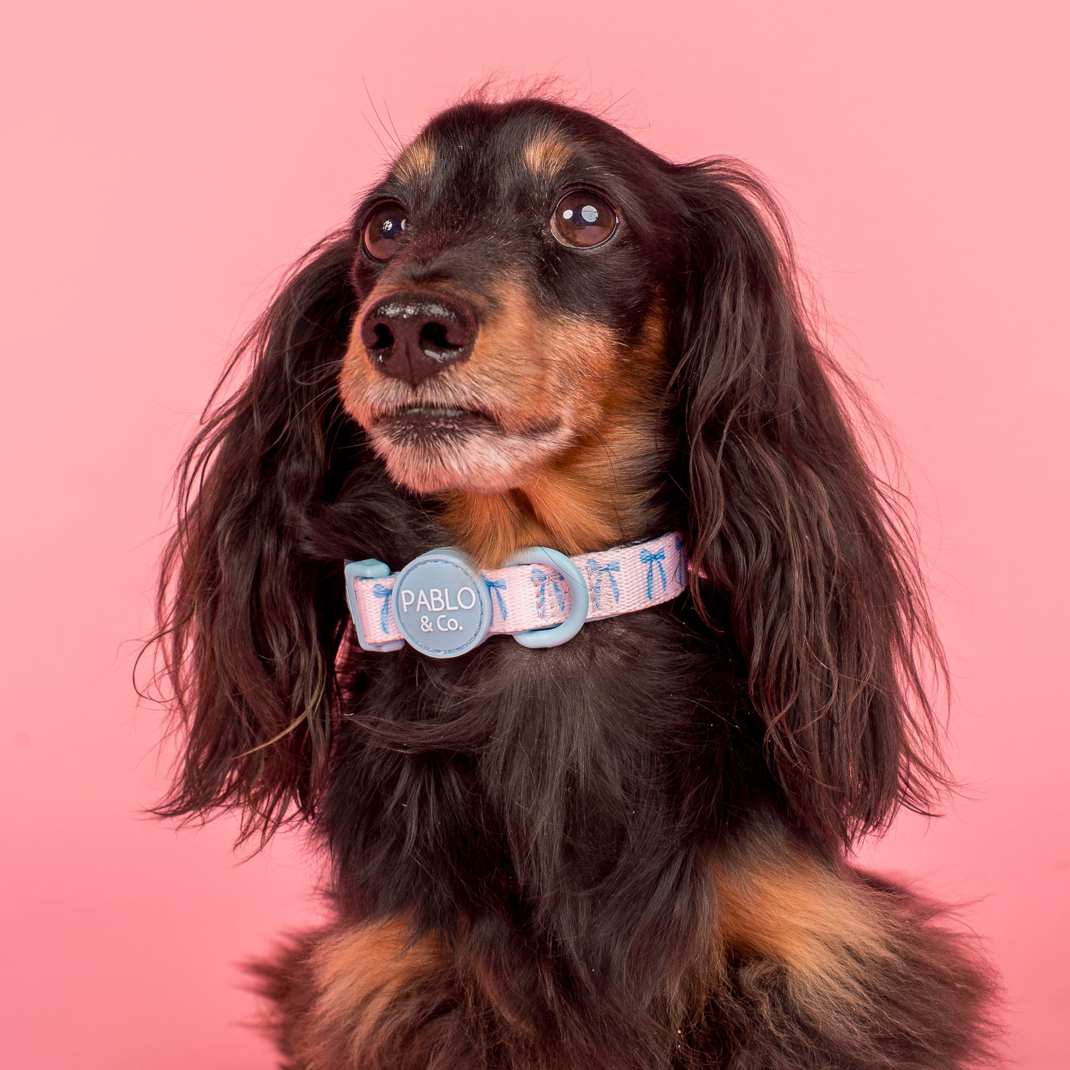 Baby Blue Bows: Collar – Pablo & Co. Boutique
