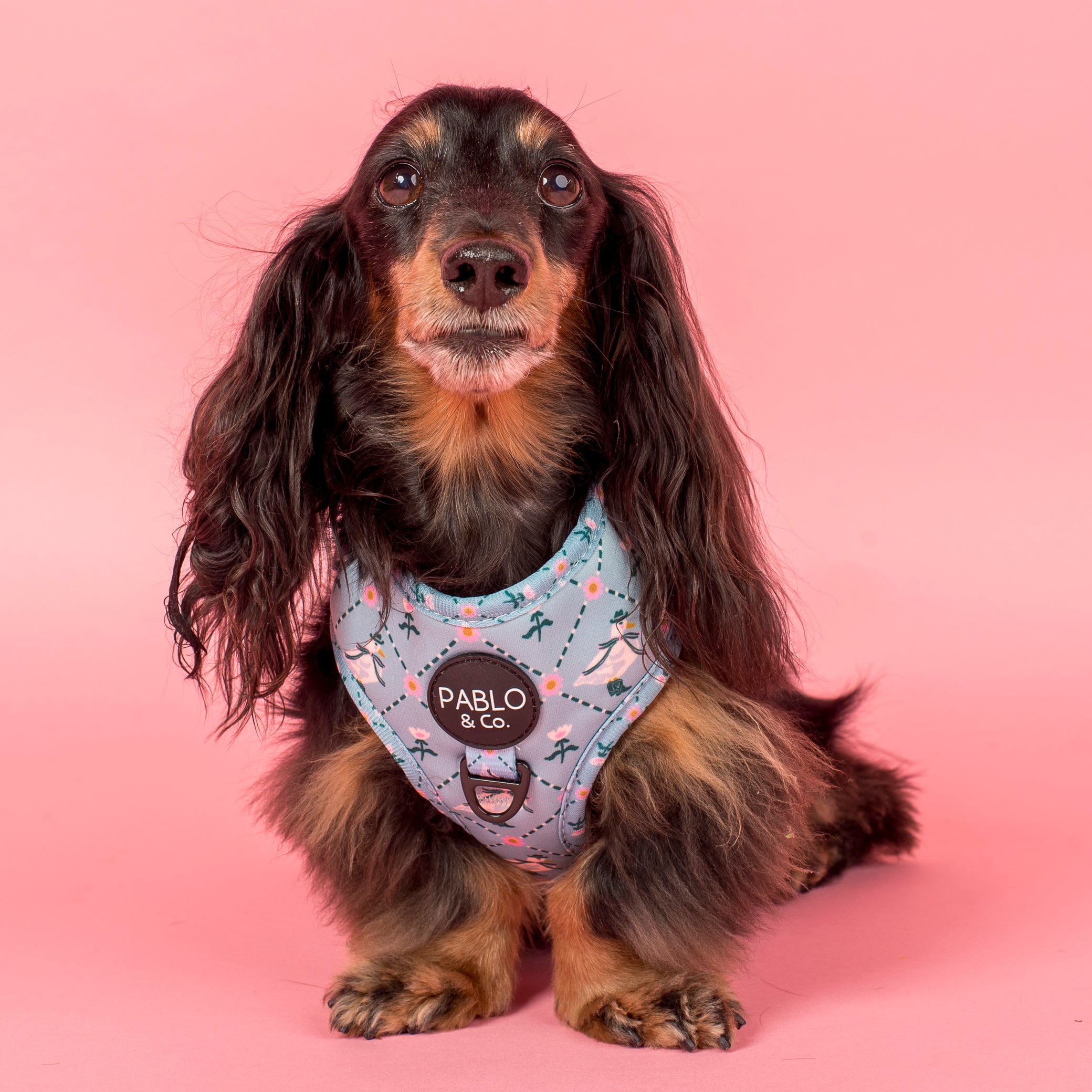 Silly Little Goose: Adjustable Harness – Pablo & Co. Boutique
