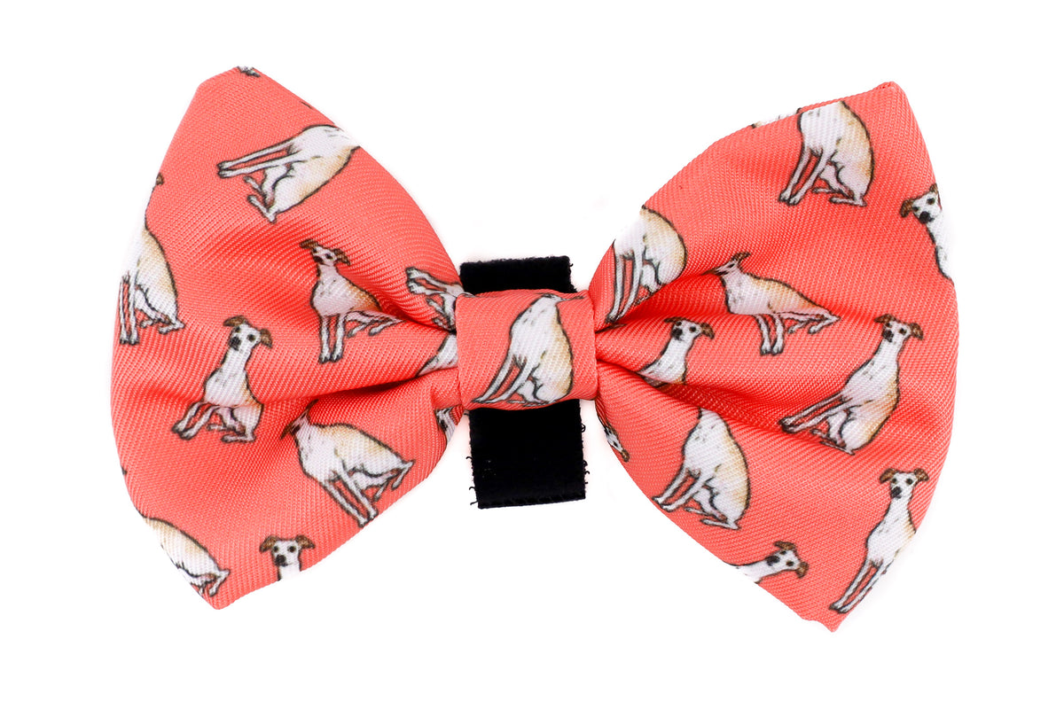 Italian Greyhound: Bow Tie – Pablo & Co. Boutique