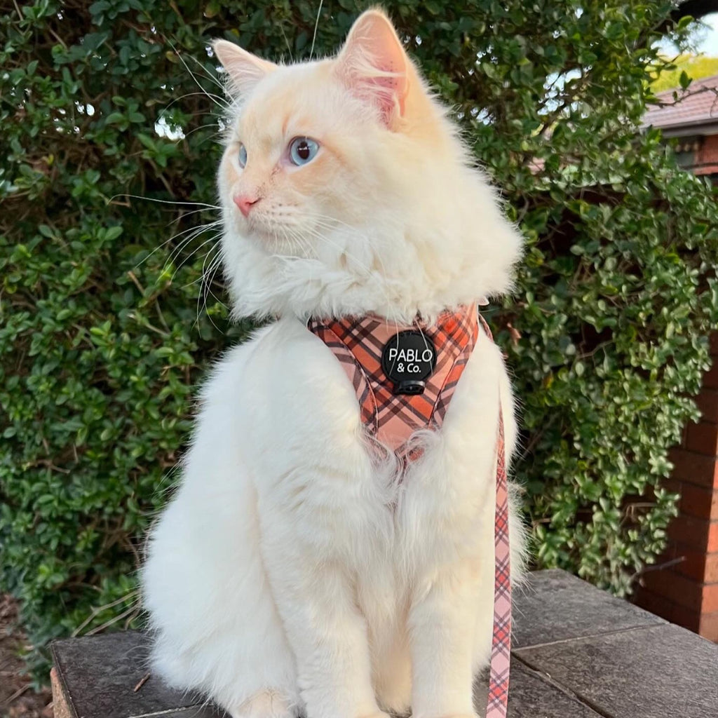 Kensington: Step In Cat Harness – Pablo & Co. Boutique