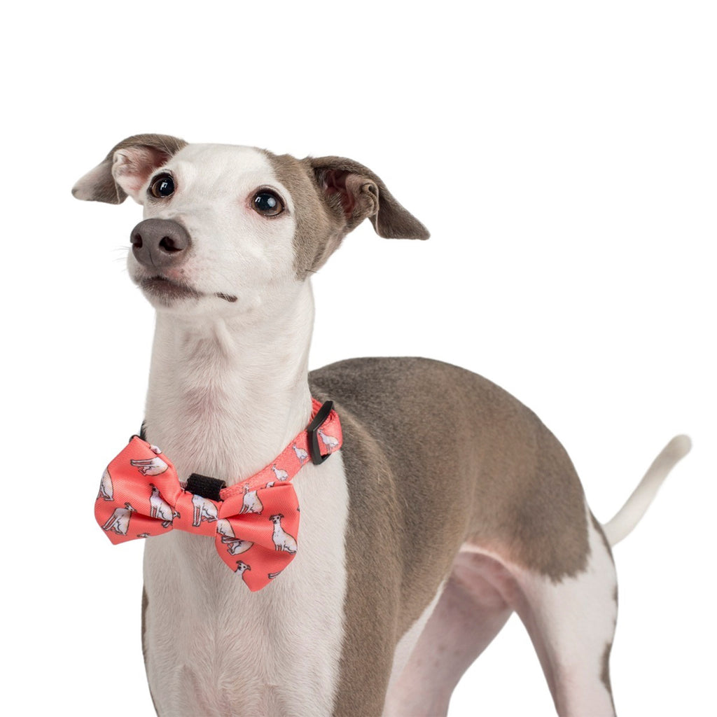 Italian Greyhound: Bow Tie – Pablo & Co. Boutique