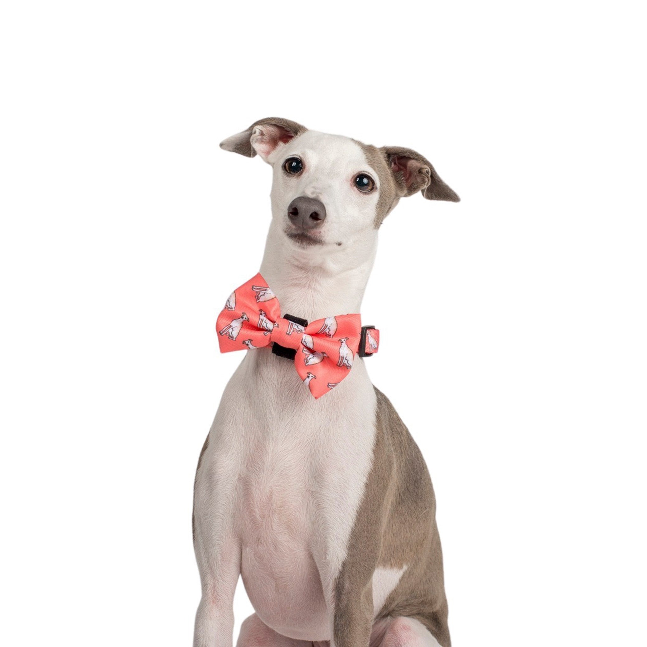 Italian Greyhound: Bow Tie – Pablo & Co. Boutique