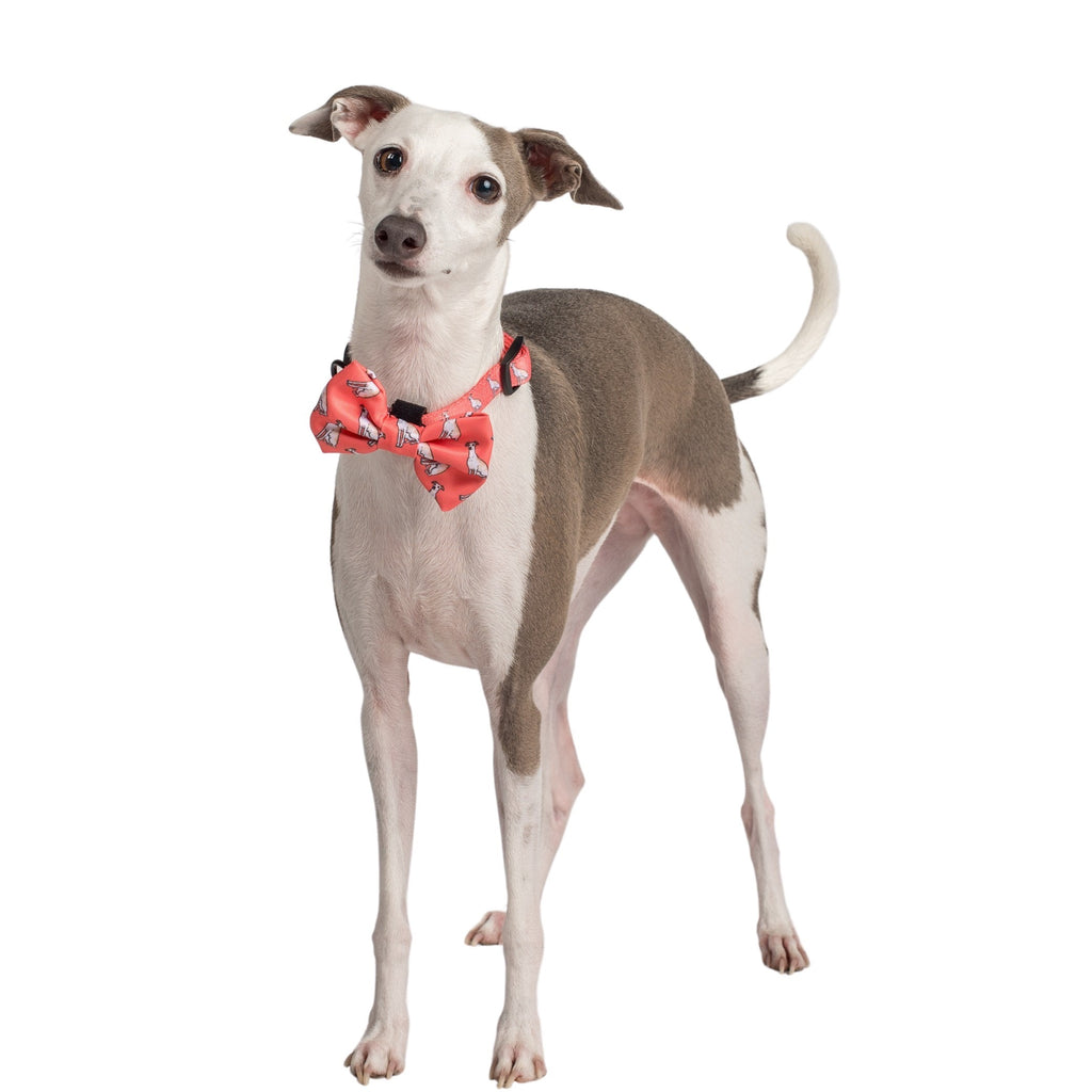 Italian Greyhound: Bow Tie – Pablo & Co. Boutique