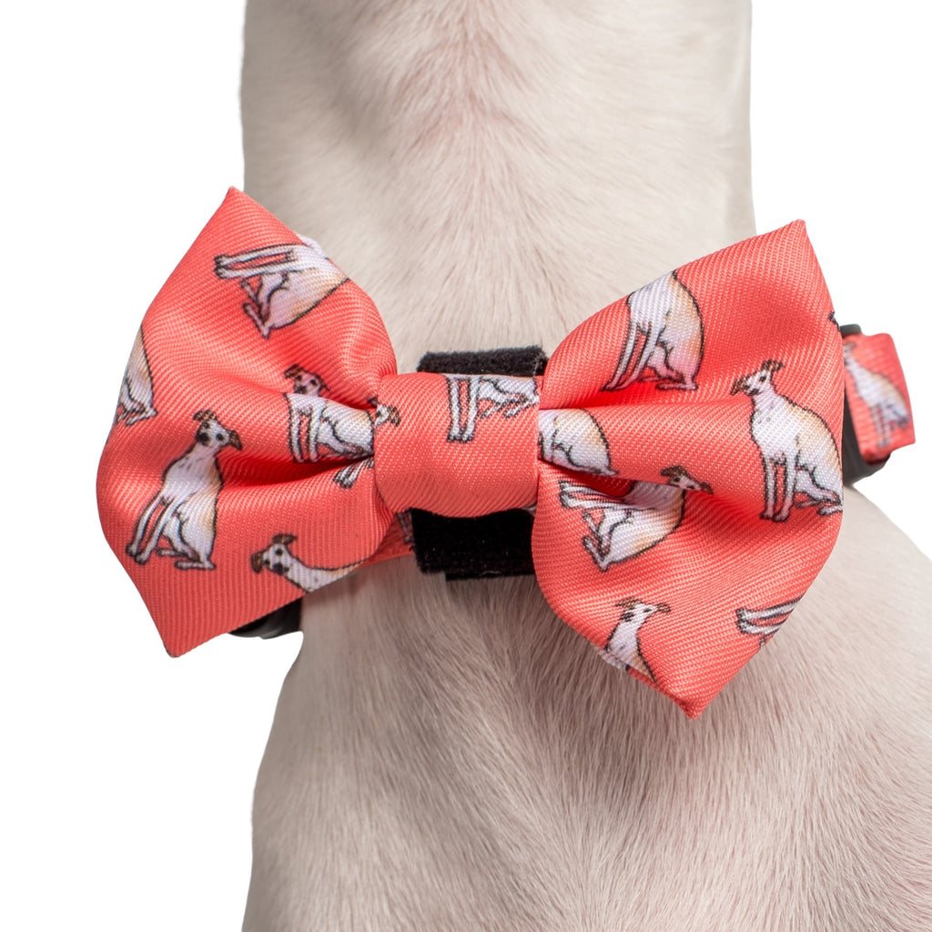 Italian Greyhound: Bow Tie – Pablo & Co. Boutique