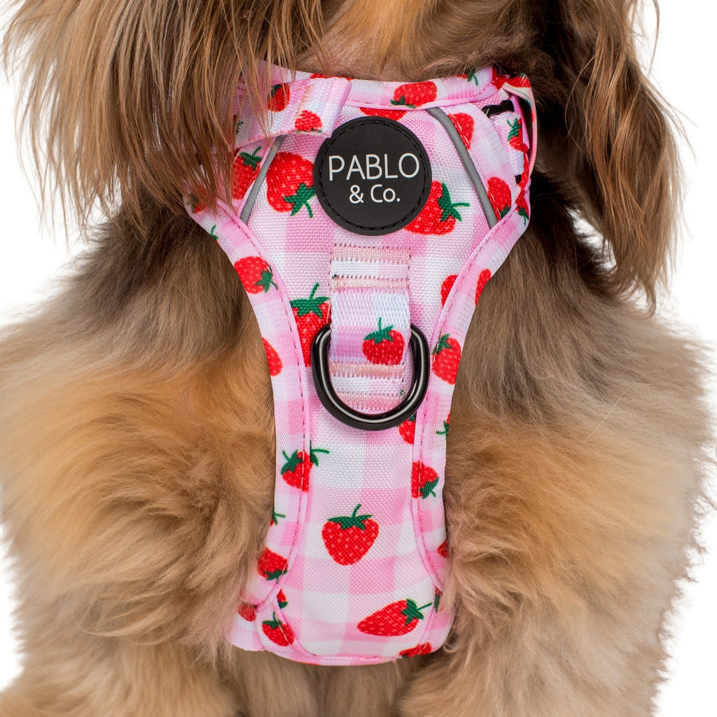 Strawberry Fields: No Pull Adventure Harness – Pablo & Co. Boutique