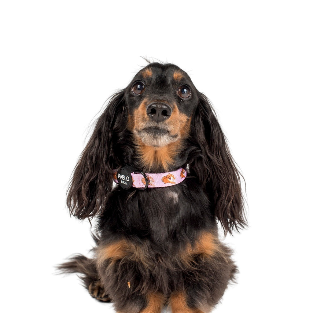 Pomeranian: Collar – Pablo & Co. Boutique