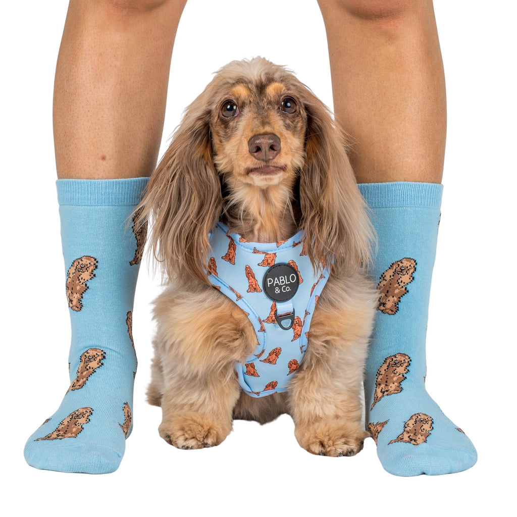 Cocker Spaniel: Breed Socks – Pablo & Co. Boutique