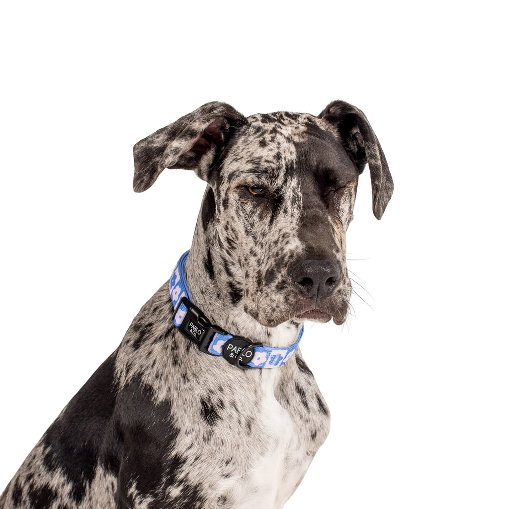 Blue Checkered Daisies: Collar – Pablo & Co. Boutique
