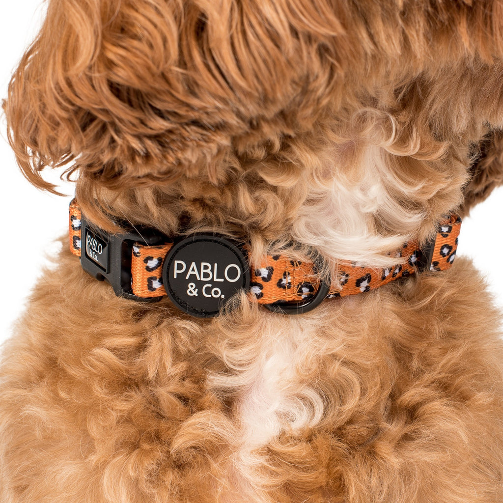 That Leopard Print: Collar – Pablo & Co. Boutique