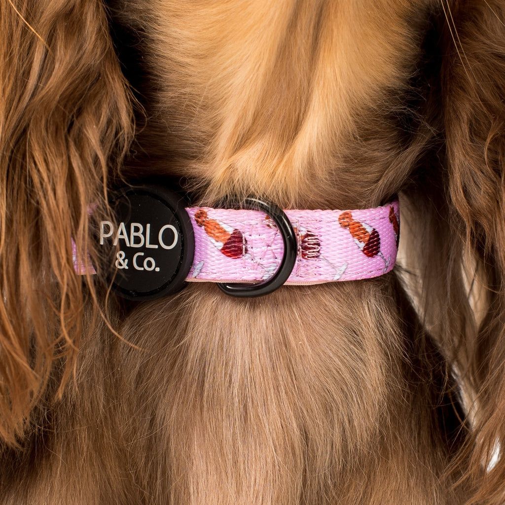 Dachshunds & Wine: Collar – Pablo & Co. Boutique